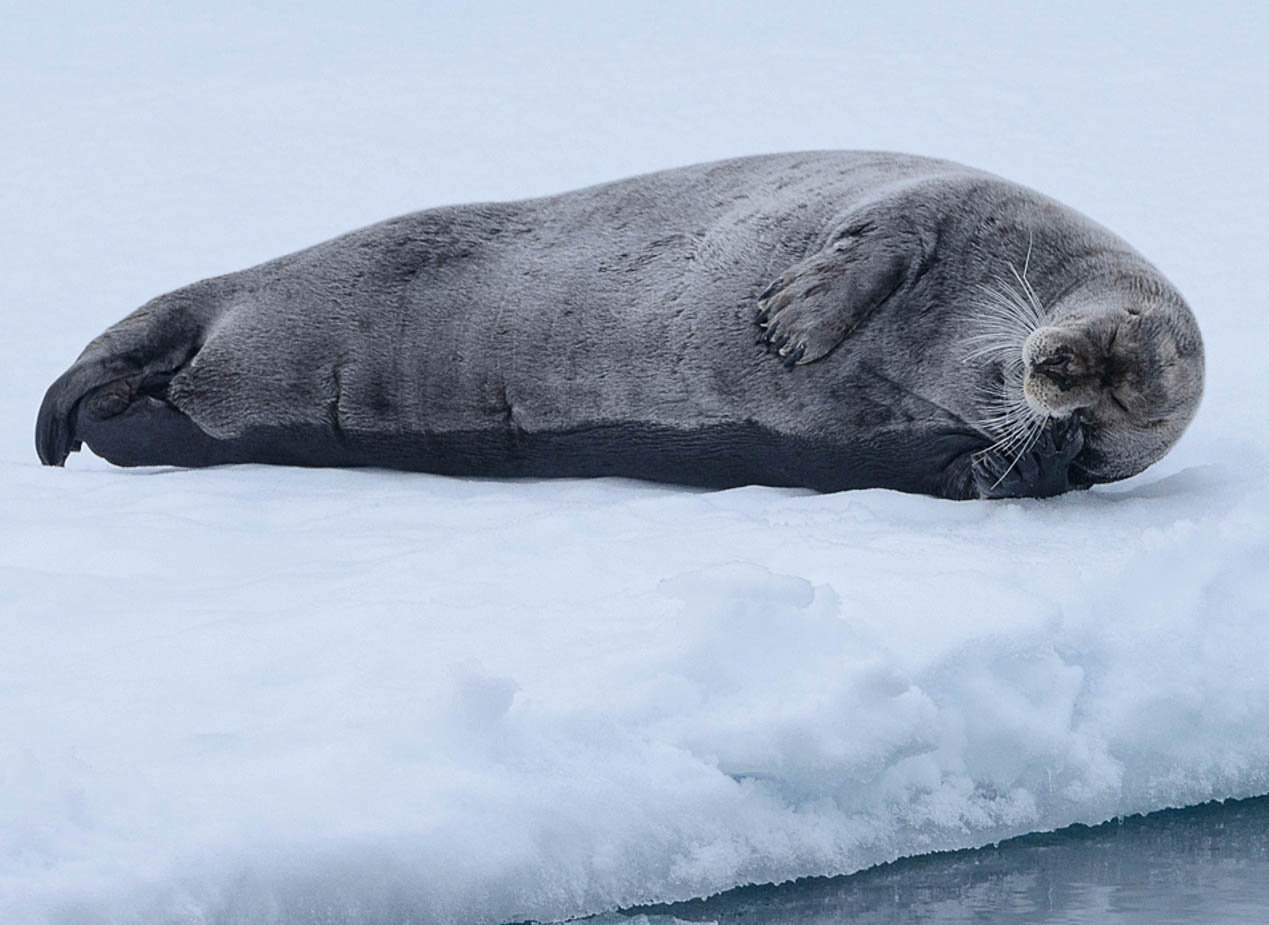 A Wildlife & Marine Life Polar Bear Special Voyage trip reviews