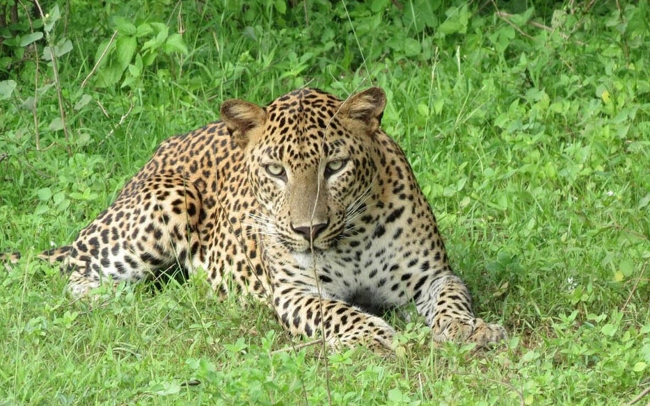 Yala National Park Wildlife & Safari Guide | Sri Lanka