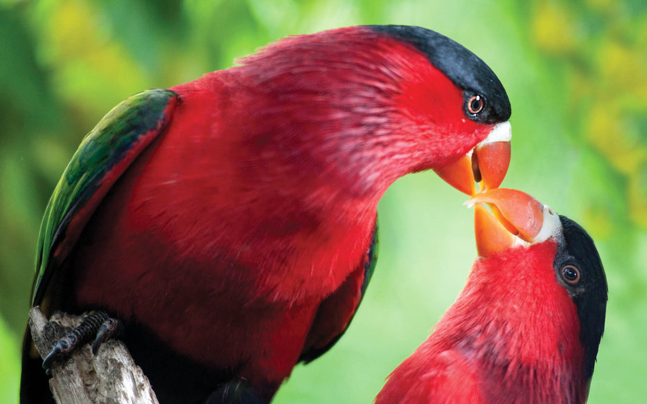 Papua New Guinea wildlife marine life rainforest holiday dive ...