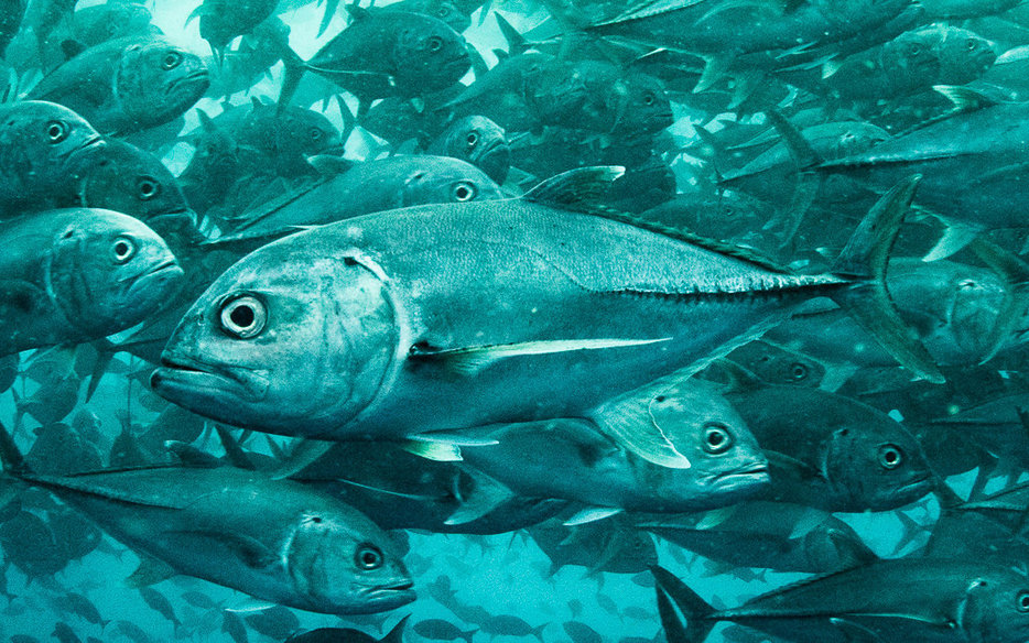 Galapagos Dive Holiday diving holidays hotel based liveaboard wildlife ...