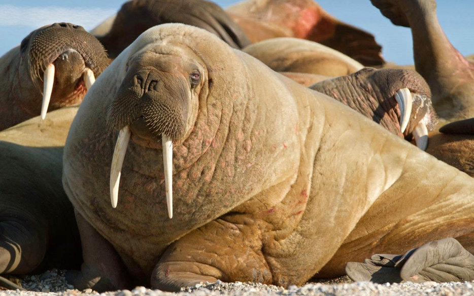 Walrus | Arctic Wildlife & Marine Life Guides | Svalbard Greenland Canada
