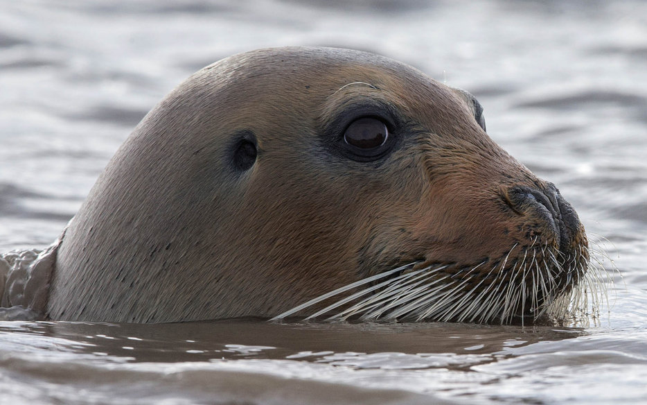Seals of Spitsbergen Svalbard longyearbyen cruise voyages bearded ...