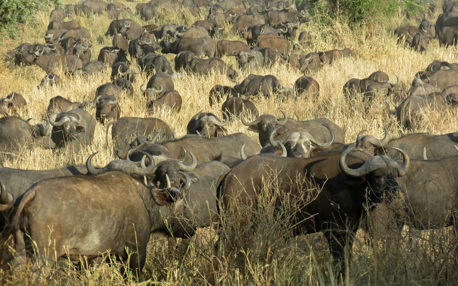 Savanna African Plains Great Migration Safari Serengeti Safaris ...