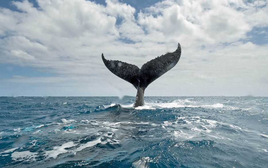 Open Ocean Pelagic environment Arctic Antarctica Southern Pacific ...