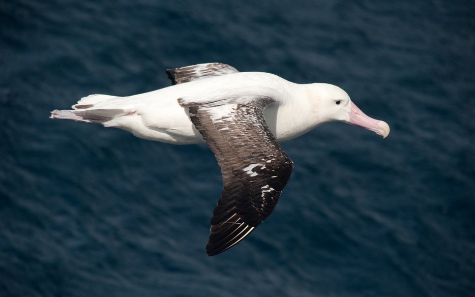 Albatross Antarctica Galapagos Wildlife polar voyage cruise holiday ...