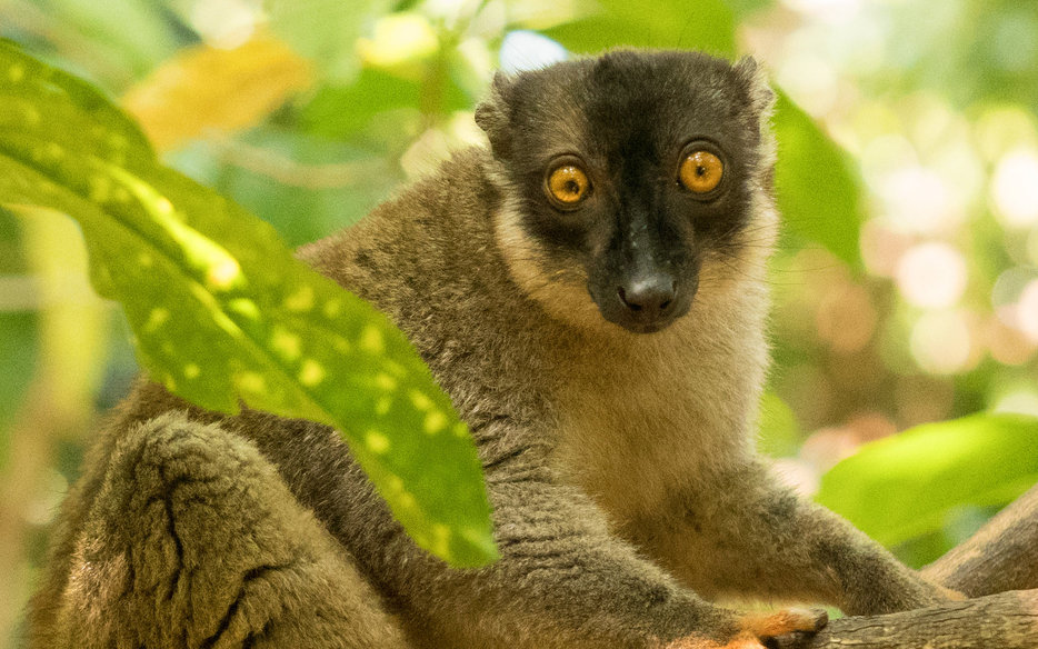 Lemurs of Madagascar | Wildlife Holiday & Travel Guide | AQUA-FIRMA