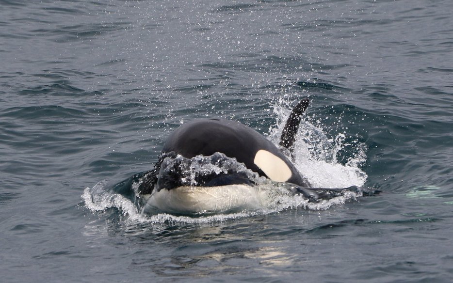 Orca killer Whale Marine Life Orcinus orca oceanic dolphin