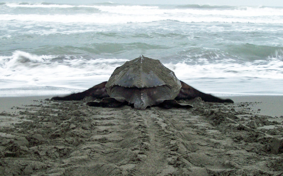 Costa Rica Rainforest Turtle holiday Pacific Caribbean Wildlife Marine ...