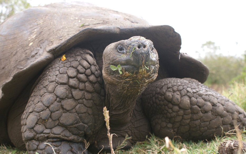 Pinta Abingdon Galapagos Island Guide Wildlife Marine Life Conservation ...