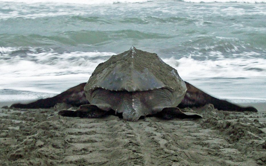 Giant Leatherback Turtles of Costa Rica Panama Caribbean Atlantic ...