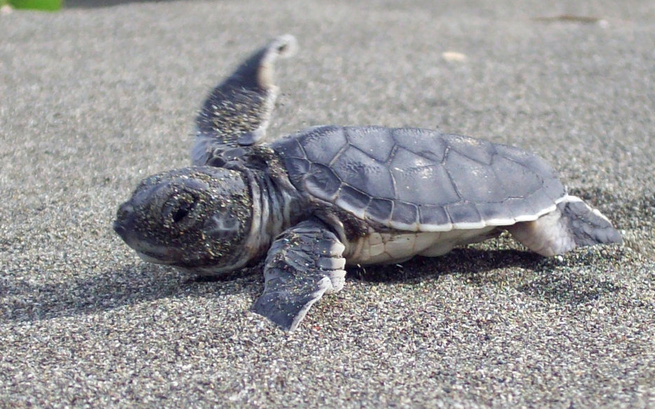 Green Turtles of Costa Rica Pacuare Reserve and Tortuguero Canal ...