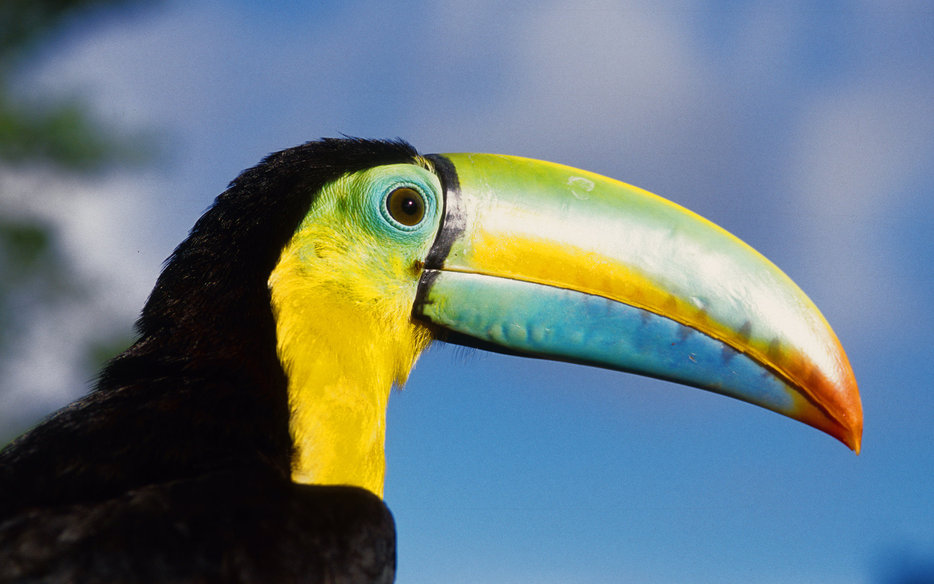 Birdwatching Birding ornithology and ornithological holidays wildlife ...