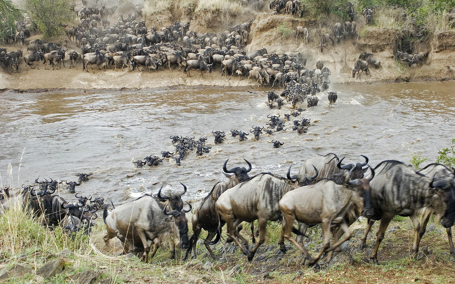 Wildebeest Migration Serengeti & Mara River Crossing Safari Guide