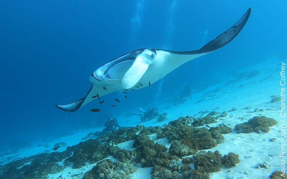 Manta Ray Facts from our Manta Research & Photography Teams