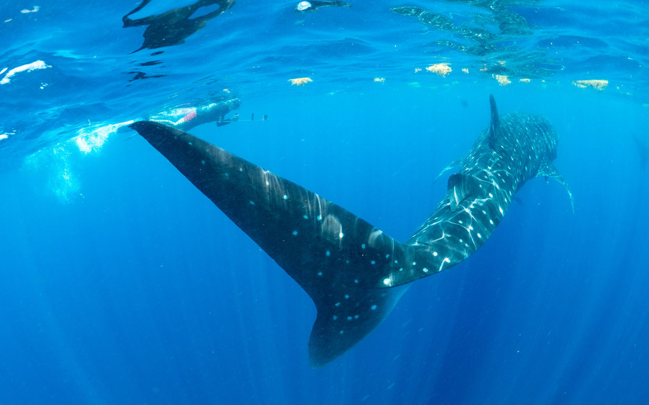 Measuring Whale Sharks new technique tested by Dr Chris Rohner Qaua ...