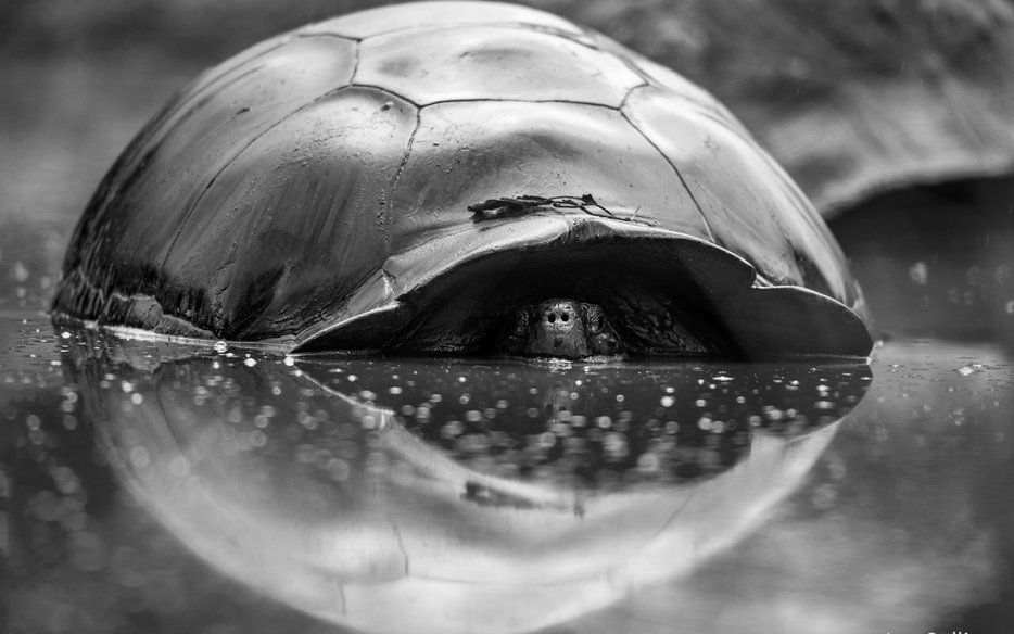 Giant Tortoise Wins Galapagos Conservation Trust Photographic ...