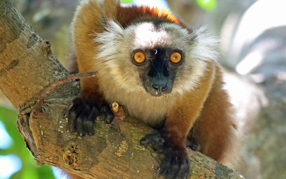 Madagascar Wildlife Marine Life Diving Snorkel Adventure holidays ...