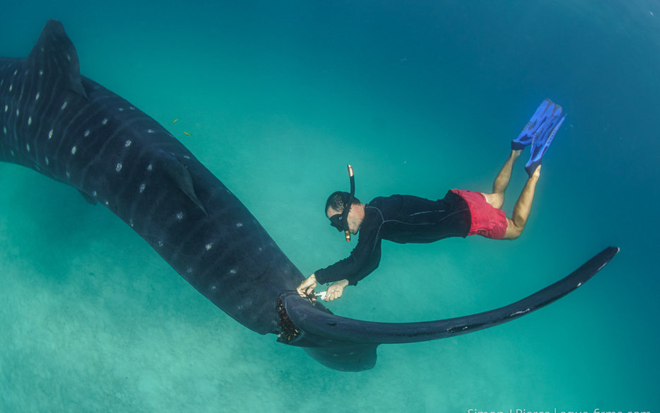 Whale Shark cut free of Fishing Line rope in Mafia Island Tanzania on ...