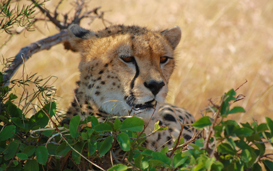 Maasai Mara Safaris Kenya holiday Big Cat Diaries wildlife safari Masai ...