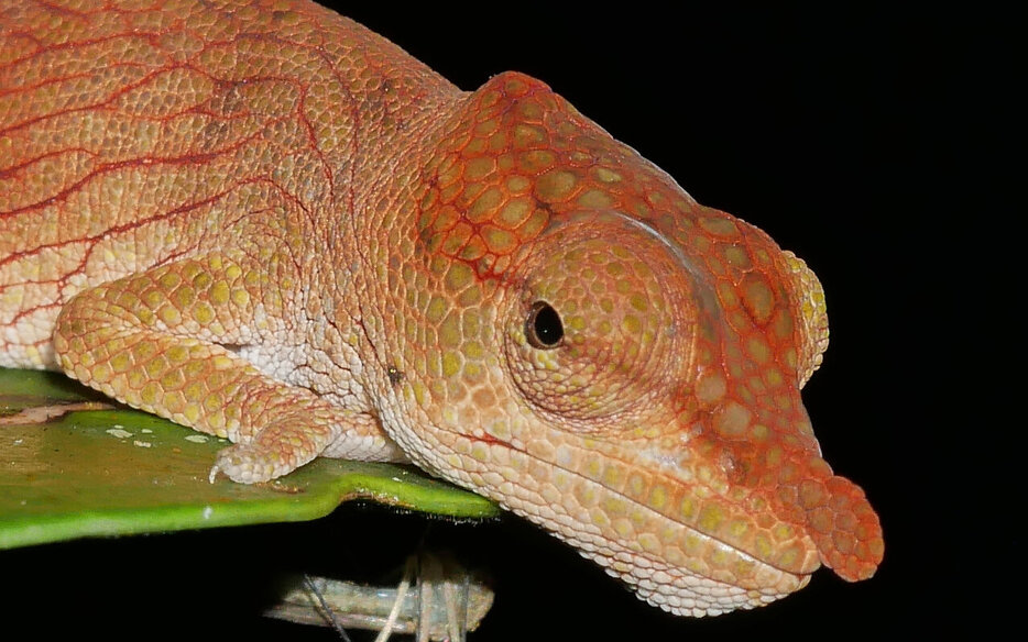 Rewilding Madagascar - Rebuilding Rainforest Wildlife Habitat