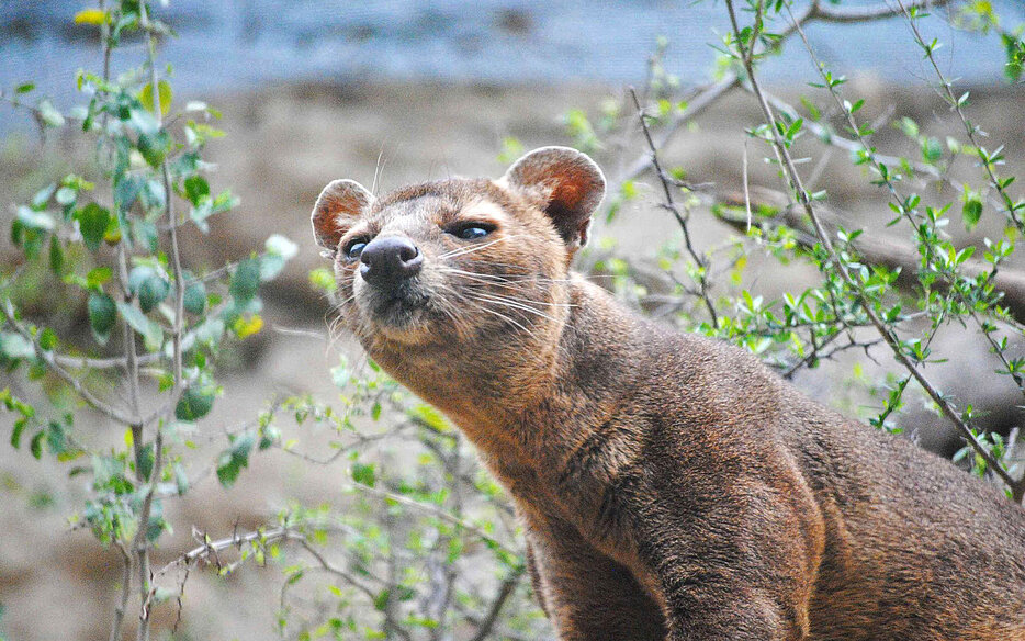 Kirindy National Park | Best Time to Visit