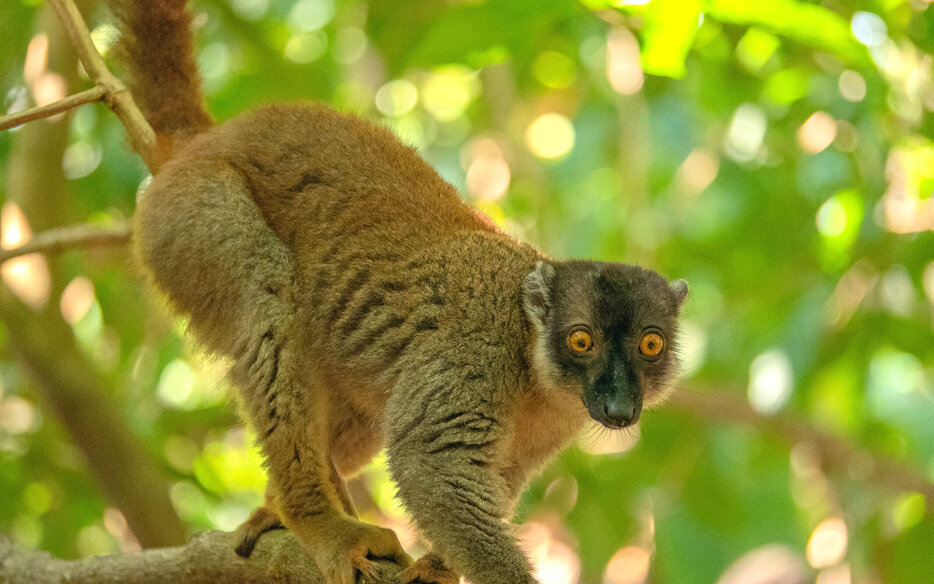 Lemurs of Madagascar | Brown Lemurs | Wildlife & Travel Guides | AQUA-FIRMA