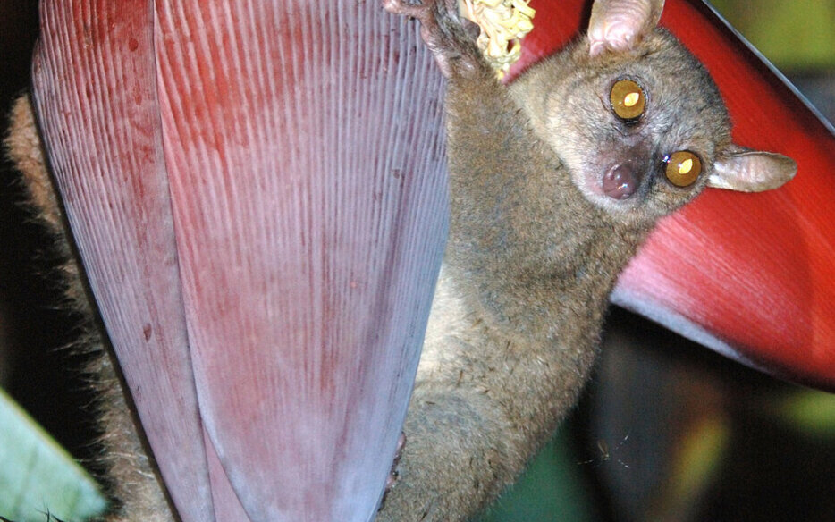 Lemurs of Madagascar | Giant Mouse Lemurs | AQUA-FIRMA Wildlife ...