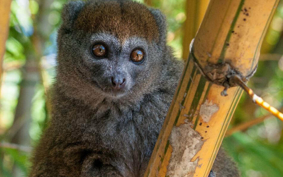 Lemurs of Madagascar | Golden Bamboo Lemur | AQUA-FIRMA Wildlife & Travel