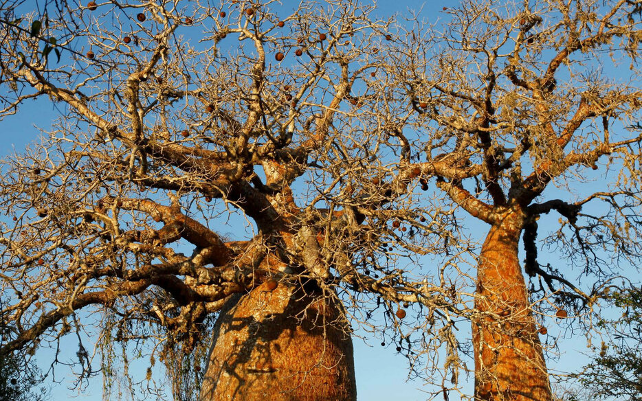 Madagascar | Spiny Forests of Ifaty & Berenty | AQUA-FIRMA Wildlife ...