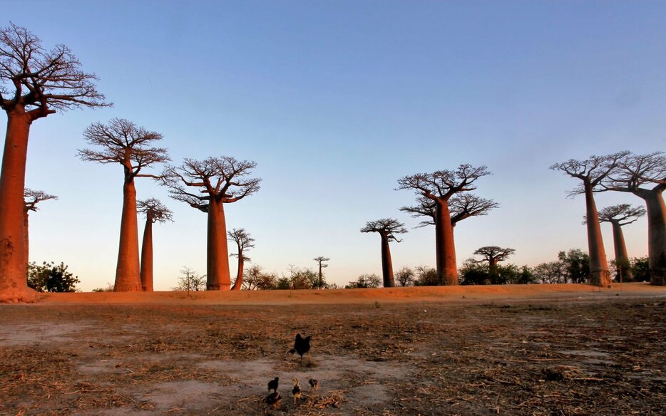 Lemurs Baobabs Fossa & Tsingy holiday | AQUA-FIRMA