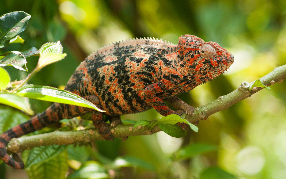 Madagascar Rainforest 4 Climate | Lemurs Chameleon & Golden Frog ...
