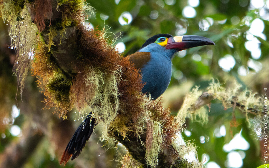 Ecuador to Colombia Rainforest Corridor Project Choco-Andes | AQUA-FIRMA