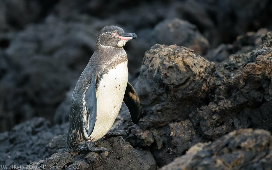 Galapagos Penguins | AQUA-FIRMA Water Wilderness Wildlife Adventure Travel