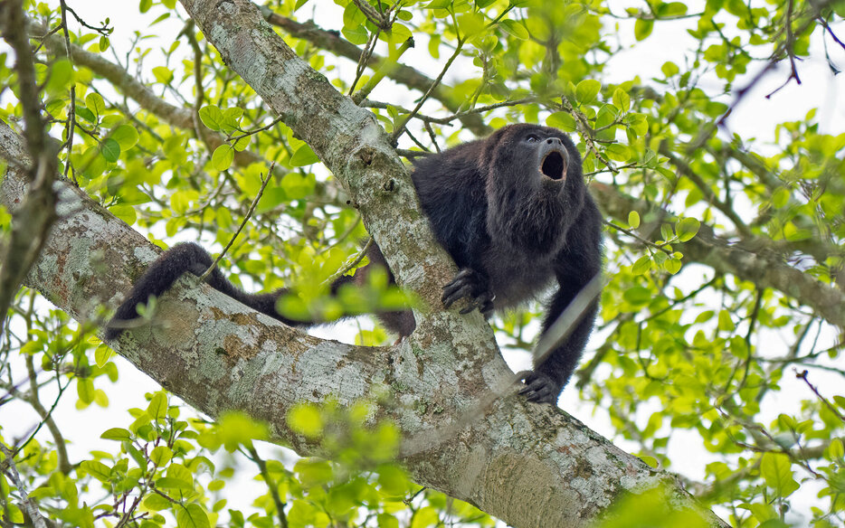 Howler Monkeys Facts & Where to See Them | AQUA-FIRMA