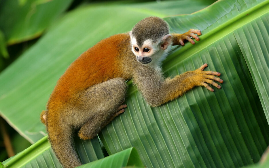 Monkeys of Latin America | New World Monkeys | AQUA-FIRMA