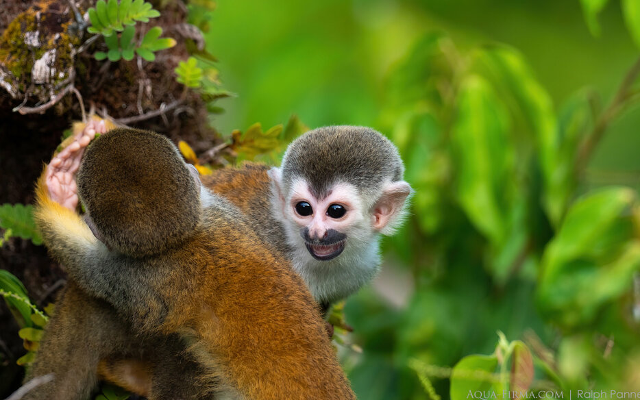 Amazon Rainforest Wildlife Travel Guides | Squirrel Monkeys | AQUA-FIRMA