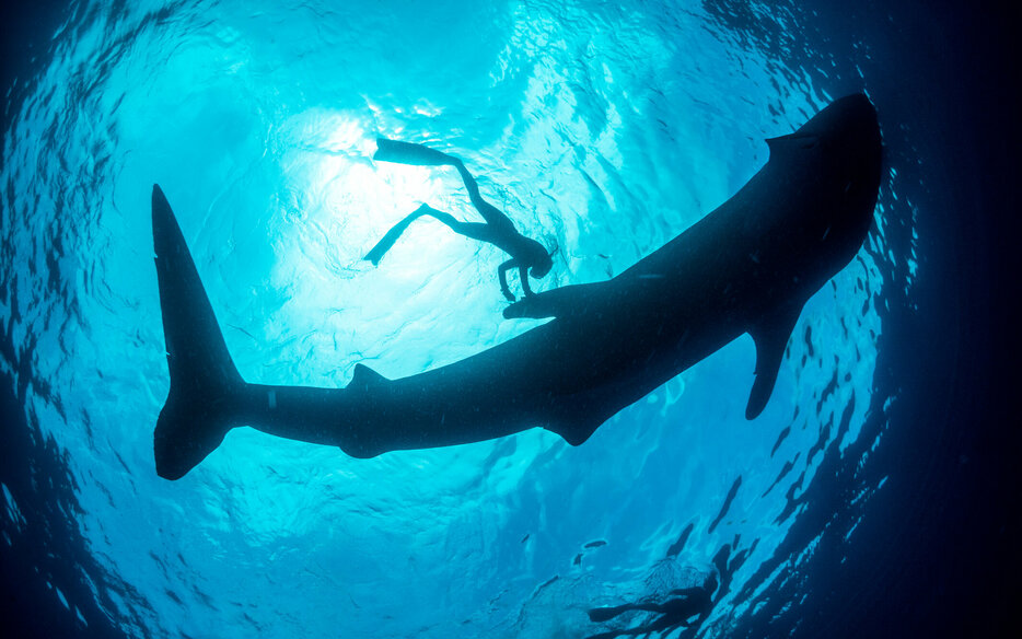 Whale Shark Tracking | Research Tags & Photo ID | AQUA-FIRMA