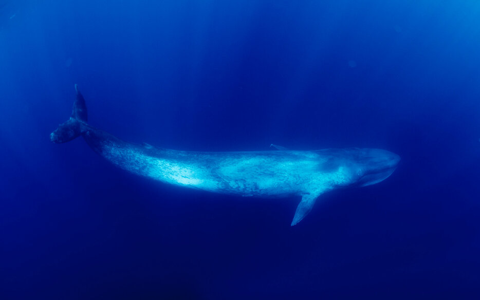 Real Blue Whale