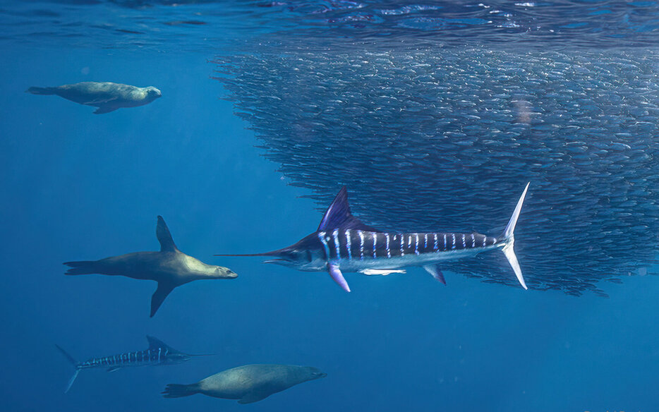 Sardine Run Baja Mexico wins Underwater Photography Award