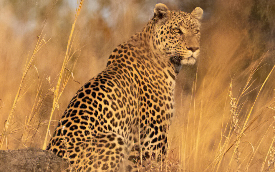 Leopard Facts & Best Places to See | AQUA-FIRMA Wildlife Safaris
