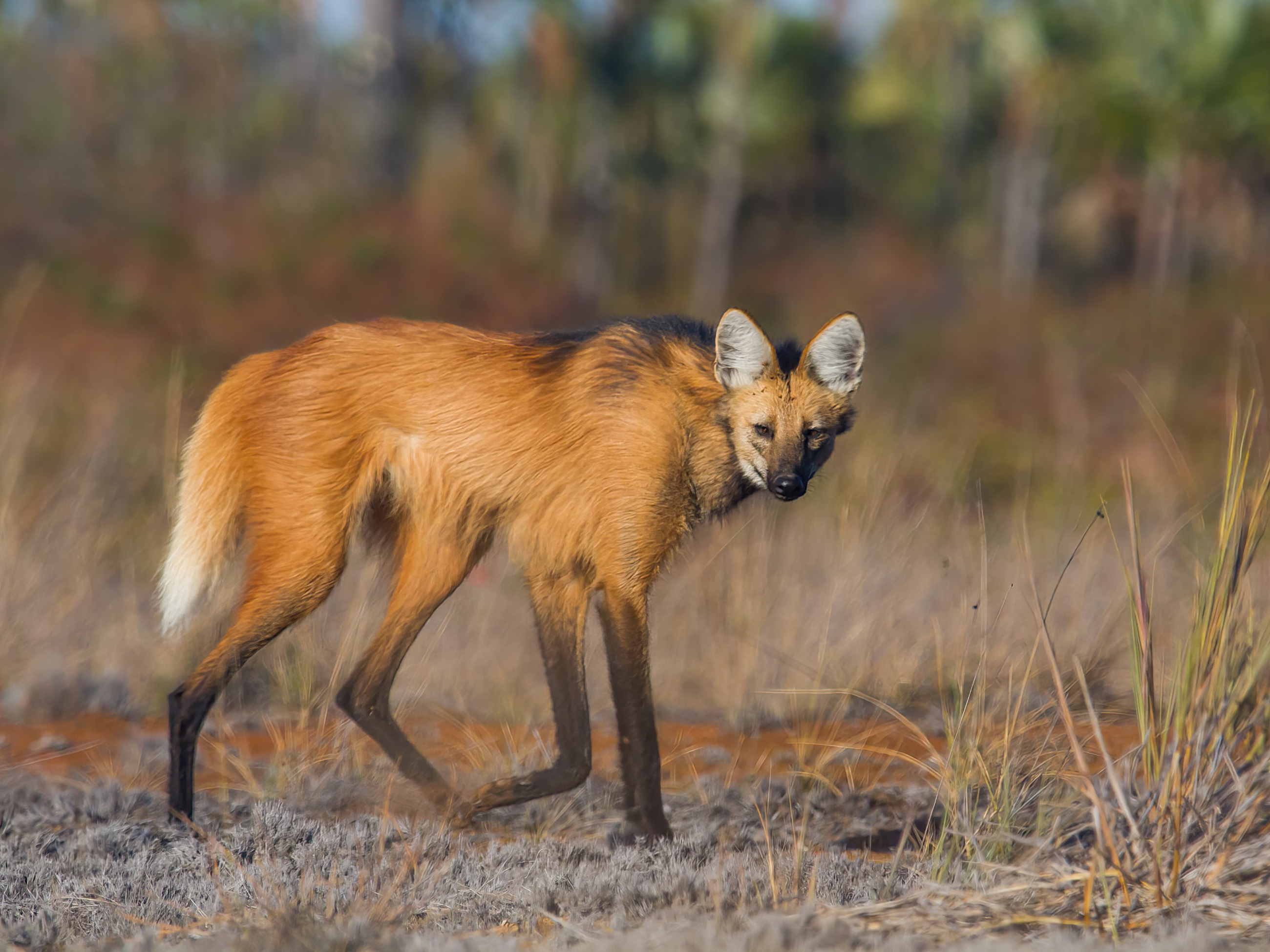 Maned Wolf in Brazil | Wildlife Encounters & Conservation | AQUA-FIRMA