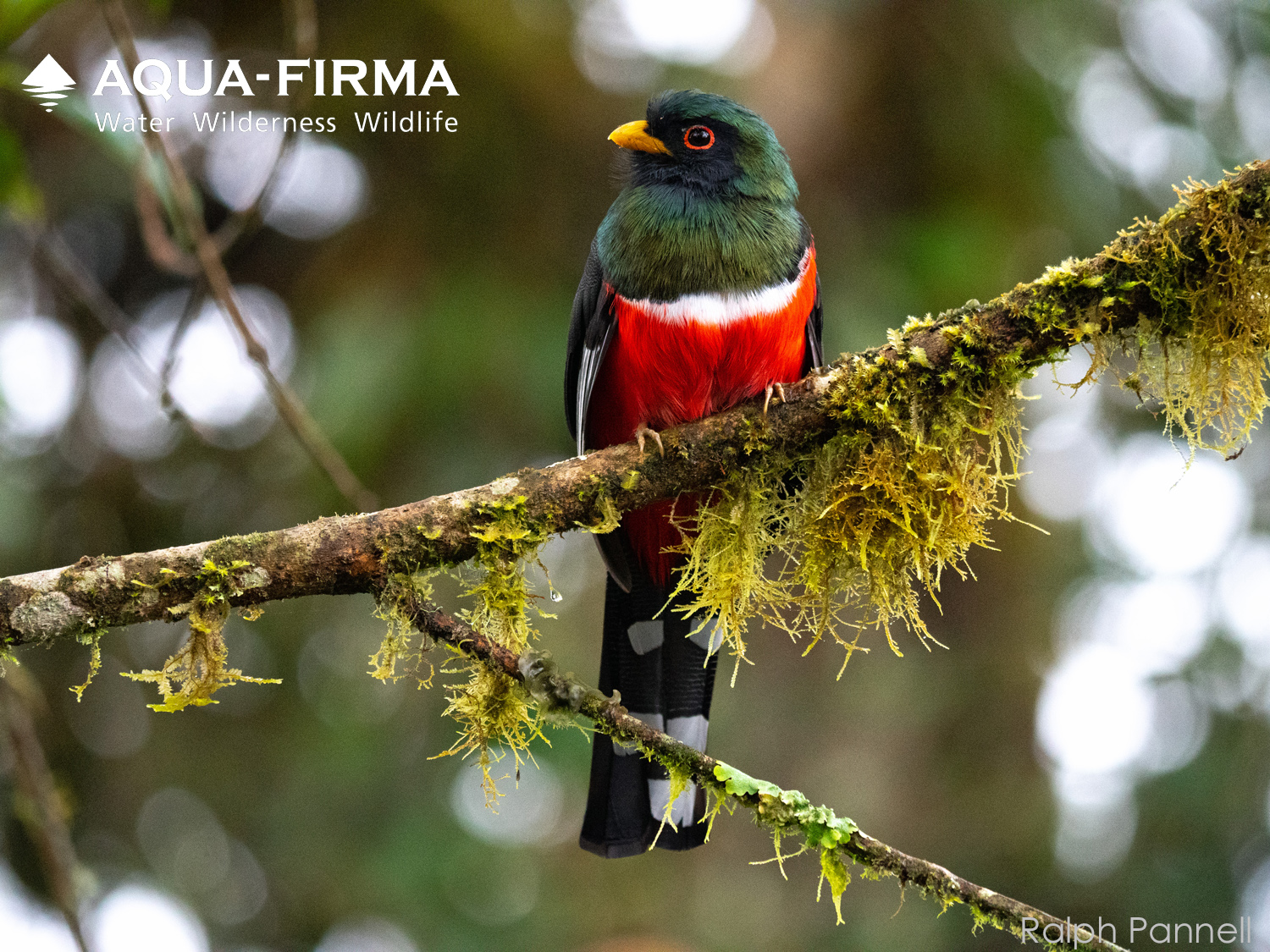 Mindo Ecuador Cloud Forest & Cock of the Rock Birdwatching Nature ...
