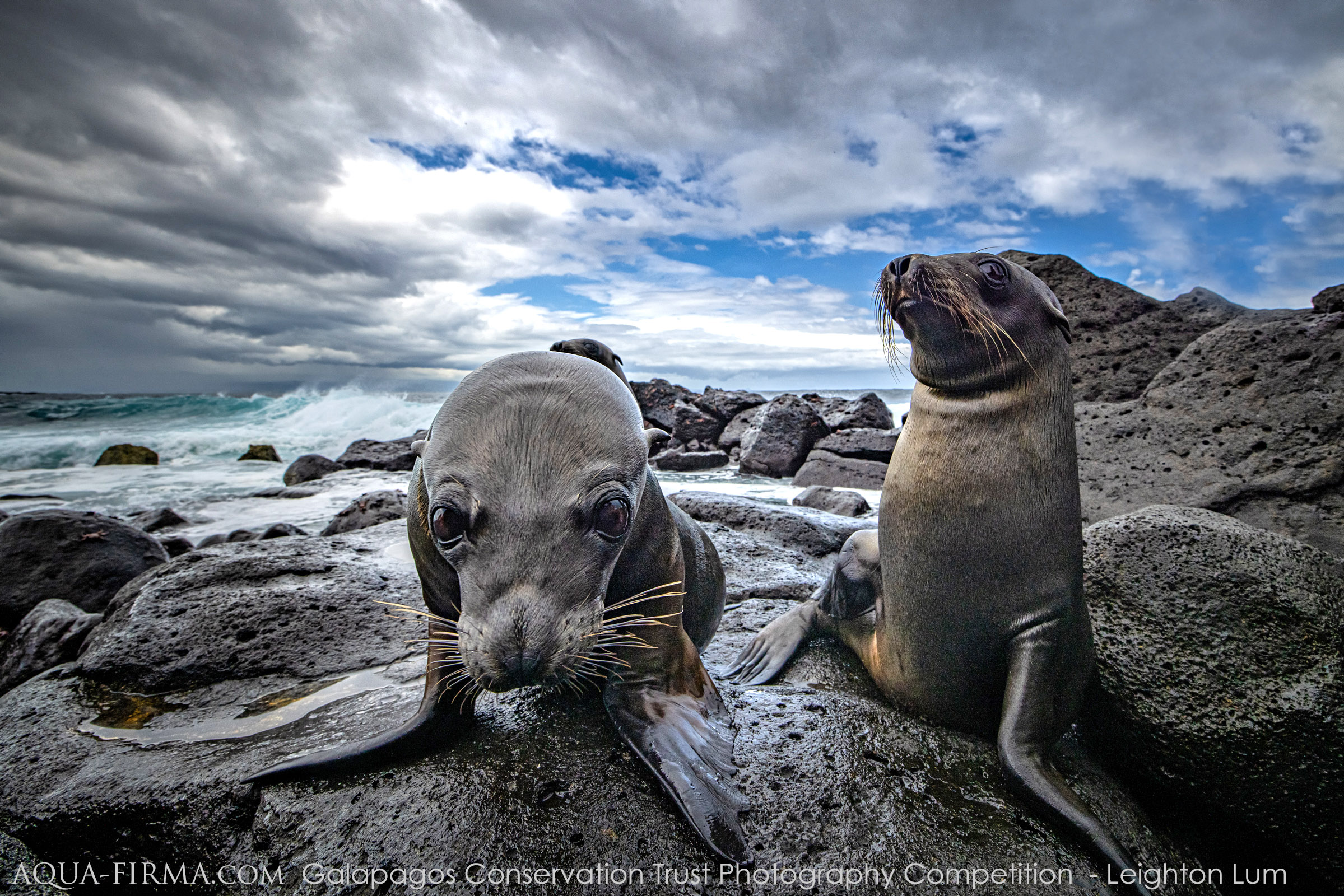 Galapagos Islands | Charles Darwin | Conservation Trust Photo Competition