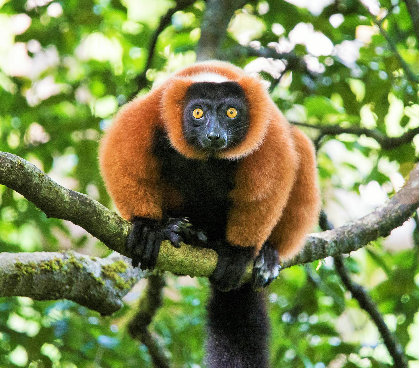 Red Ruffed Lemurs | Black & White Ruffed Lemurs | AQUA-FIRMA