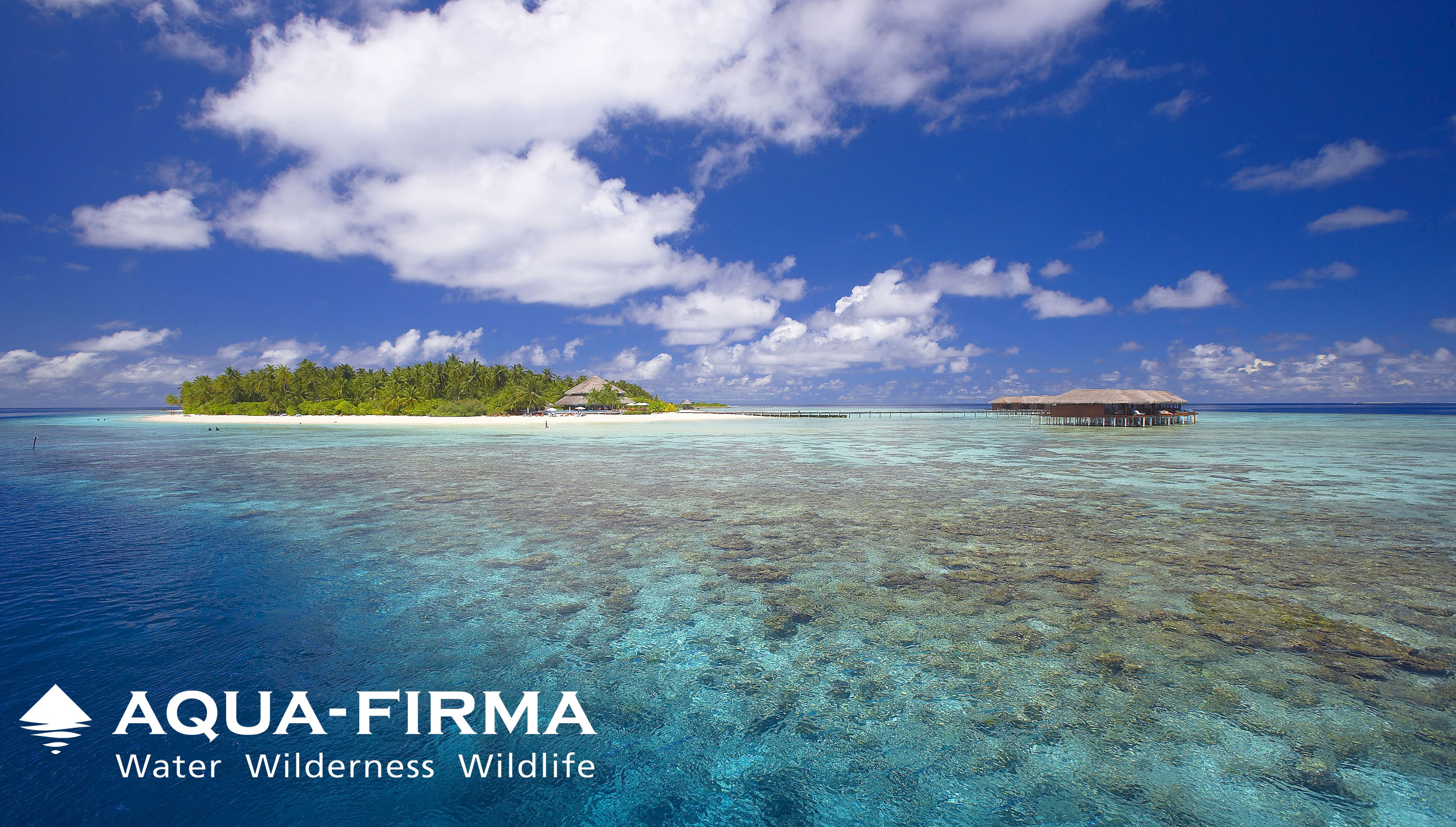 Maldives | Finding Sharks Manta Rays & Coral Reef Hope Spots