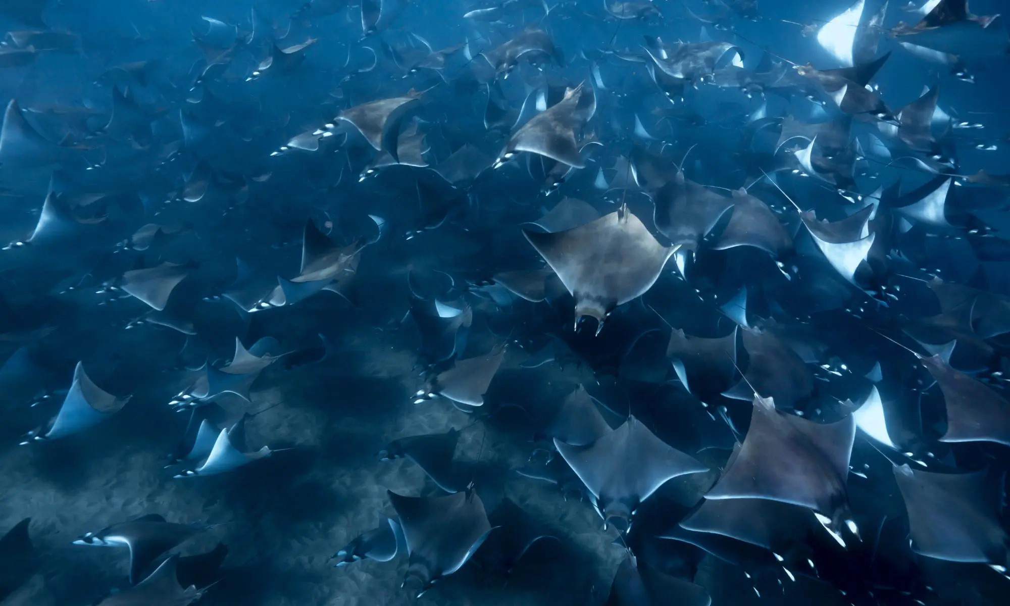 Mobula Rays Facts & Information | AQUA-FIRMA