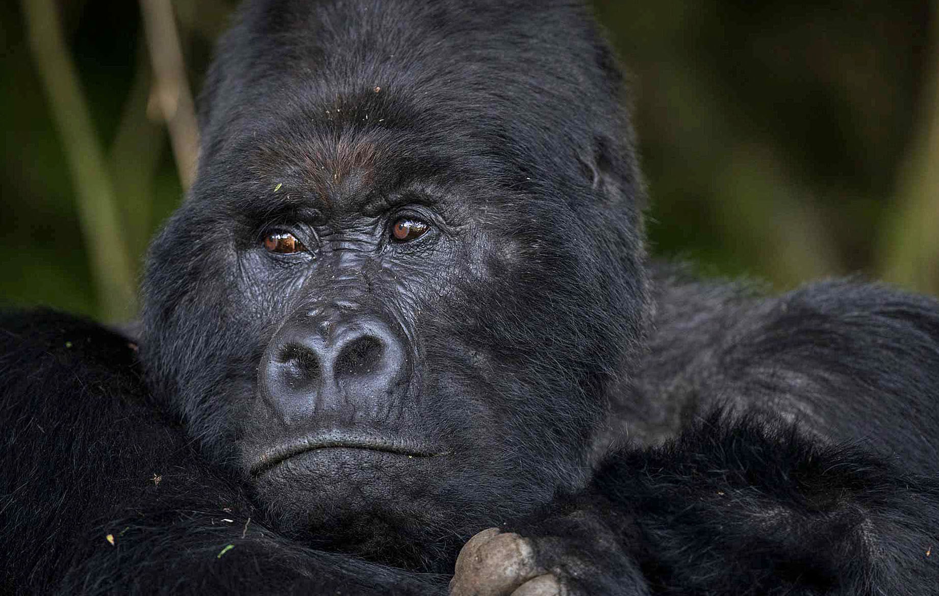 Gorilla & Chimpanzee Trekking & Savanna Safaris | Uganda | AQUA-FIRMA